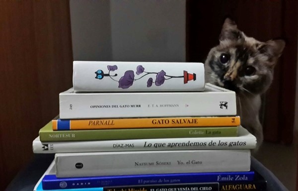 Siete libros de gatos que tienes que leer – Palabrerías